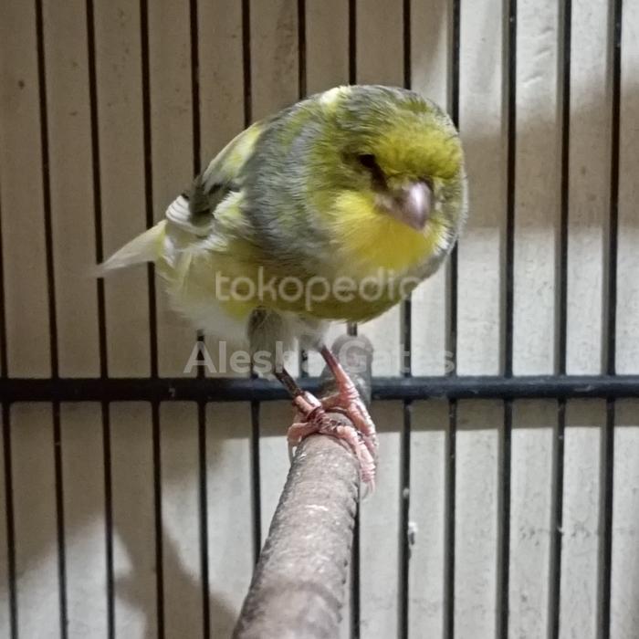 Jual sale burung kenari F2 ys Big Size jantan muda guacor murni trah ...