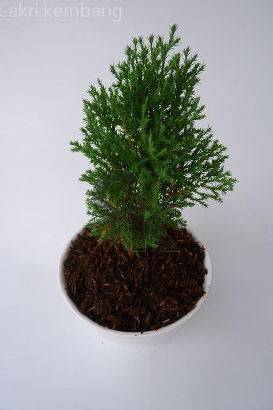 Jual Tanaman Cemara Duri Bahan Bonsai - tanaman cemara daun - Kota Batu ...