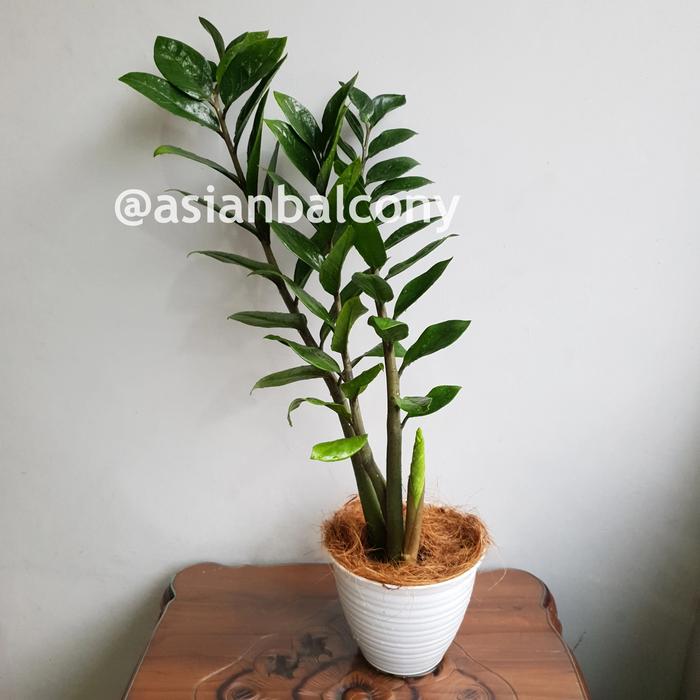 Jual Zz Plant / Pohon dolar / Zamioculcas zamiifolia | Tanaman hias di ...