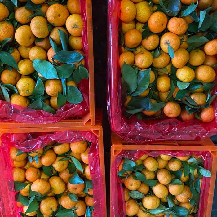 Jual jeruk tangerine buah jeruk kecil manis - Jakarta Barat - dr9020 ...