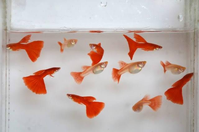 Jual Guppy AFR Albino Full Red - Ikan Hias Aquascape - Sepasang - Jakarta Timur ...