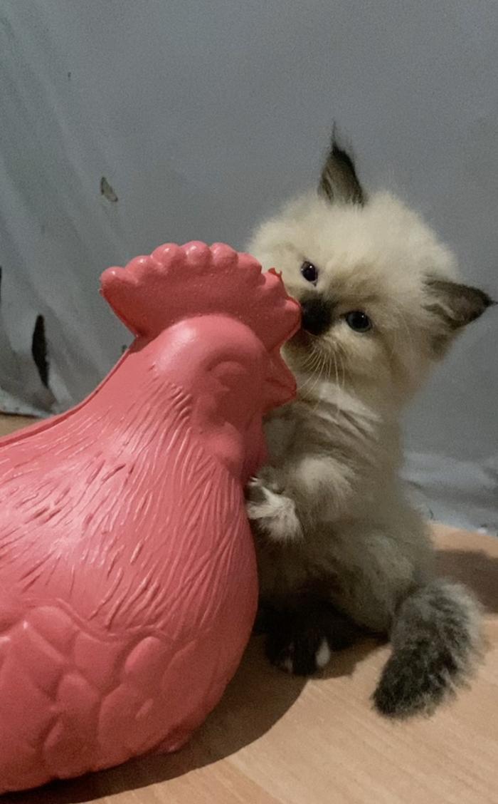 Jual KUCING KITTEN RAGDOLL BLUE EYES || MATA BIRU - Jakarta Timur ...