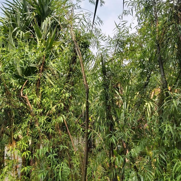 Jual Tanaman liang liu/ janda merana 4meter - Jakarta Barat - dayplant ...