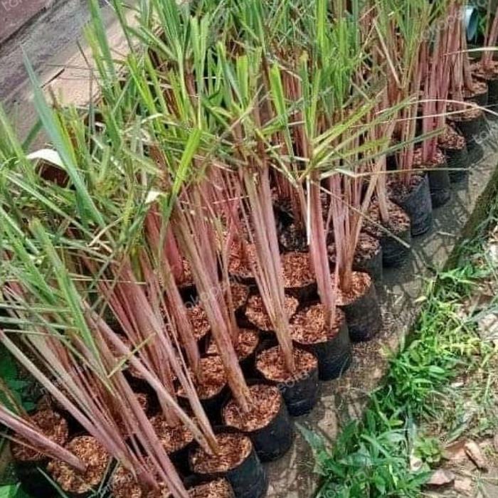 Promo Bibit Tanaman Sereh Wangi Merah - Pohon Akar Serai Bahan Minyak ...
