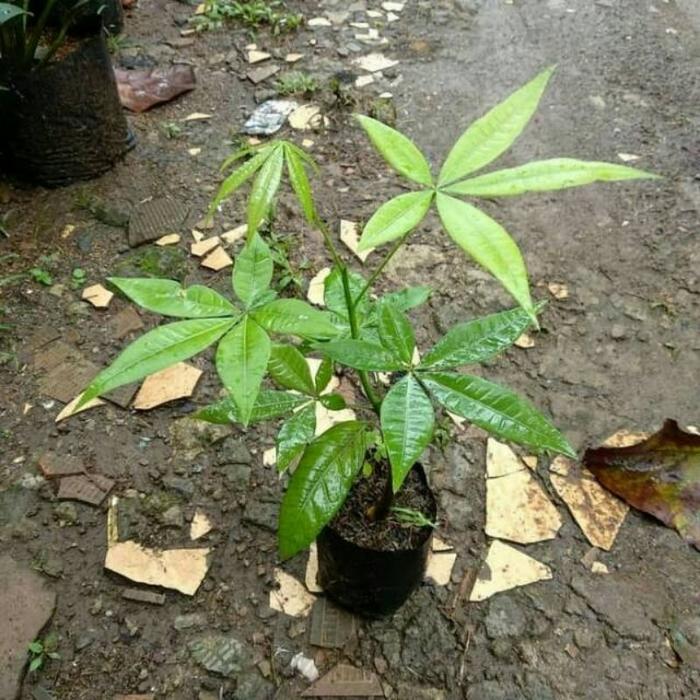 Jual TANAMAN HIAS JENIS PACIRA KEPANG RAMBUT/COCOK UNTUK INDOOR/OUTDOOR ...