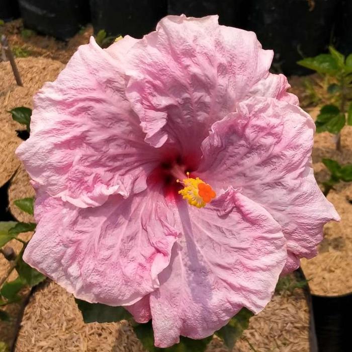 Jual Tanaman Bunga Sepatu / Bunga Hibiscus Tumpuk Bangkok - Pink Tissue ...