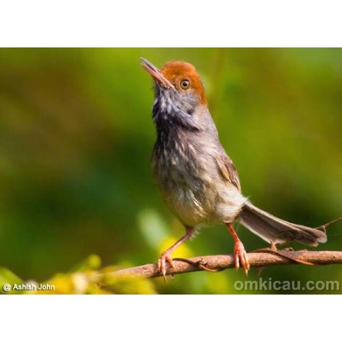 Burung Prenjak Kepala Merah