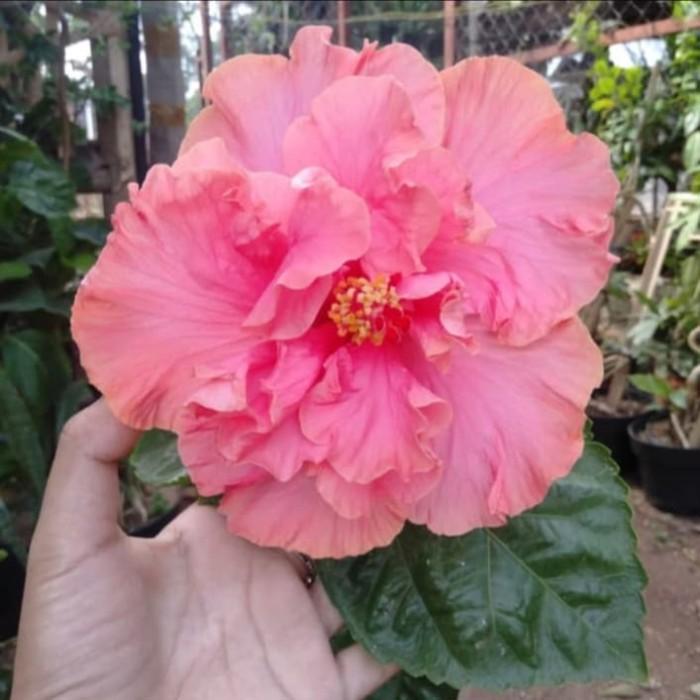 Jual Tanaman Bunga Sepatu / Bunga Hibiscus Tumpuk Bangkok - Pink Tissue ...
