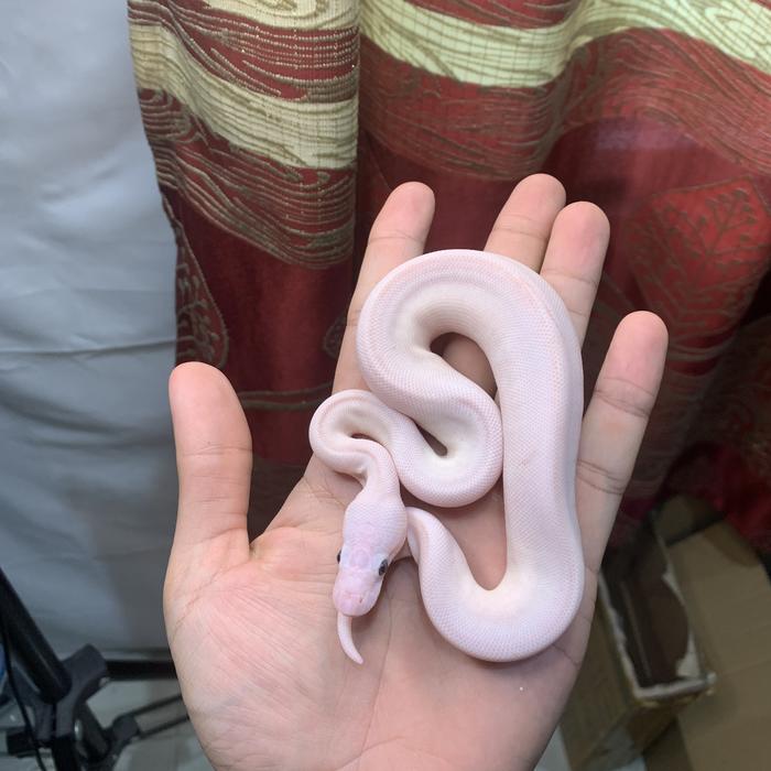 Jual uler putih / jual piton putih / ball python blue eyed leucistic ...