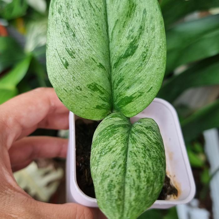 Jual Scindapsus Variegata Mint - Jakarta Barat - Primrose Garden ...