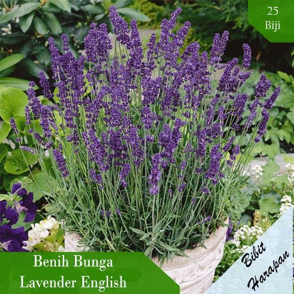 Jual Bibit Benih Bunga Lavender English Bibit Benih Tanaman ...