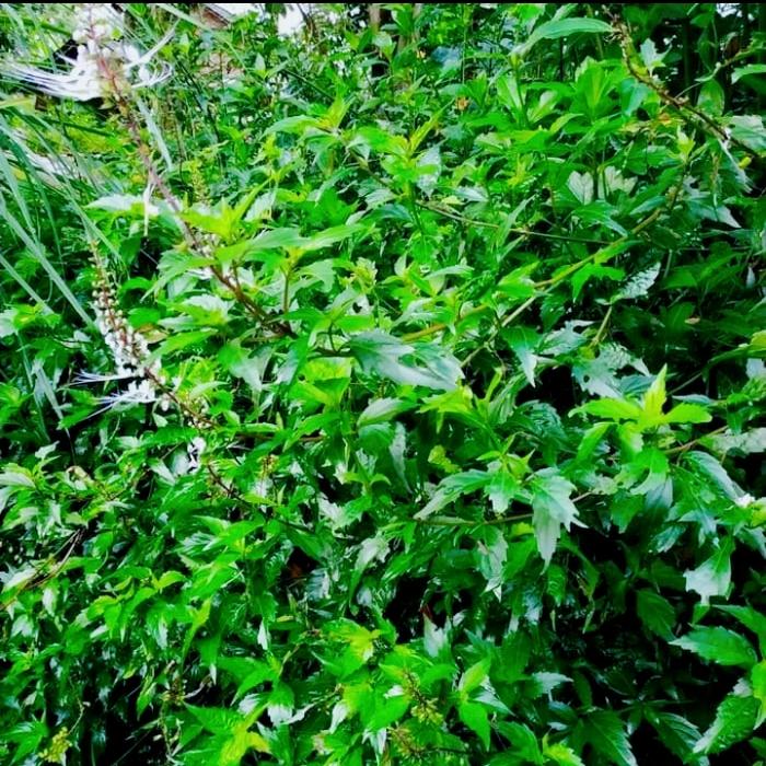 Jual Daun Kumis Kucing Segar per 50 lembar obat batu ginjal - Jakarta ...