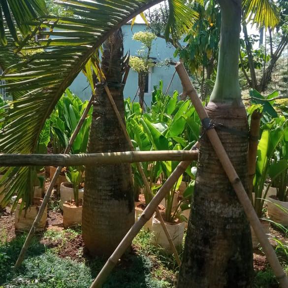 Jual pohon palem botol 2 meter - Kota Depok - Arisflora | Tokopedia
