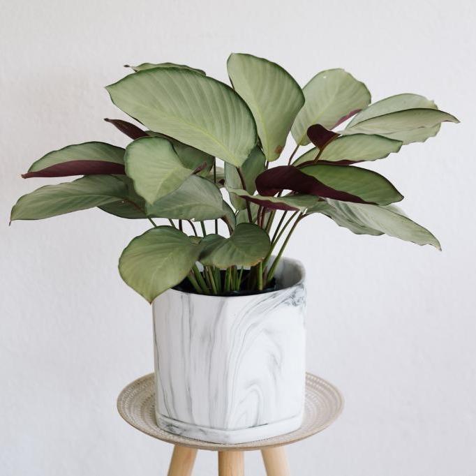 Jual Silver Plate Calathea Roseopicta | Tanaman Hias Indoor Plants ...