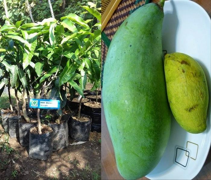 Jual Bibit Tanaman Pohon Buah Mangga Mahatir Murah Berkualitas Buah ...