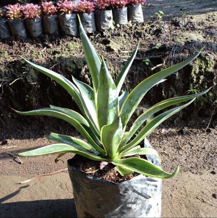 Jual Tanaman siklok // Tanaman agave - Jakarta Barat ...