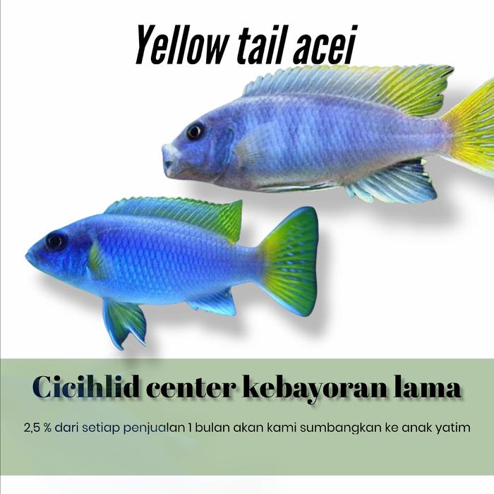 Yellow Tail Acei Cichlid