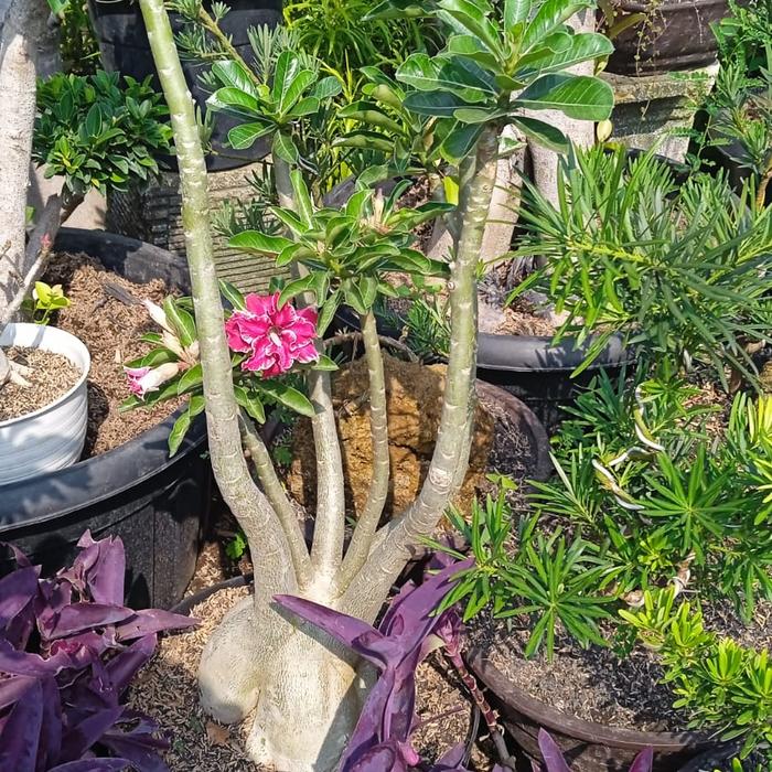 Jual tanaman hias kamboja jepang adenium bunga tumpuk + pot big size ...