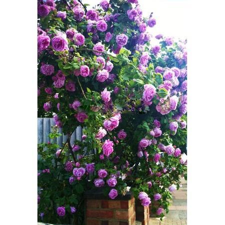 Jual Tanaman Bunga Mawar Rambat - Climbing Rose - Tanaman Hias Bunga ...