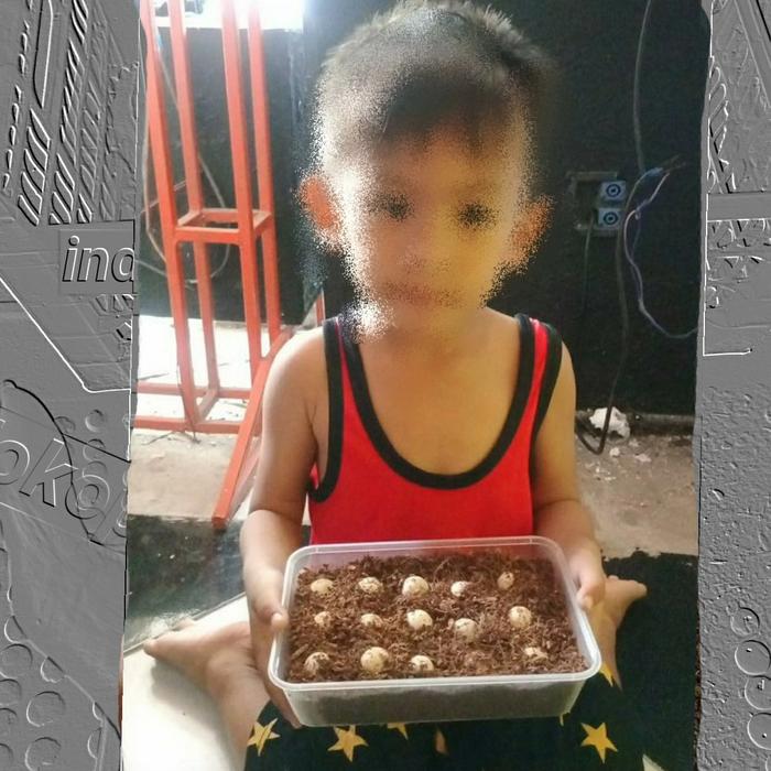 Jual Telur kura bulus labi grosiran - Kab. Cilacap - bayu ex bulus ...