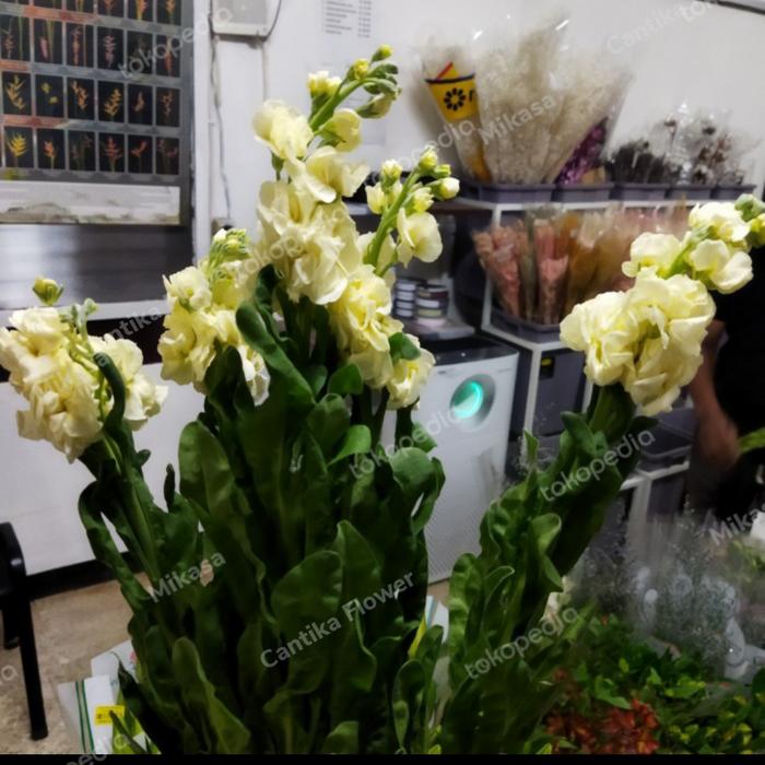 Jual bunga mathiola asli fresh wangi dan cantik - Jakarta Barat ...