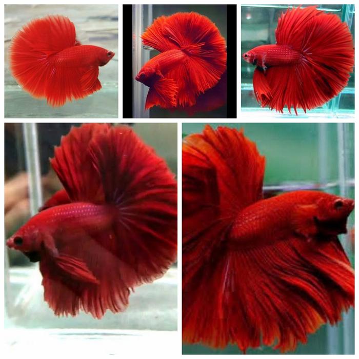 Jual cupang super red halfmoon - ikan cupang warna merah - Kota ...