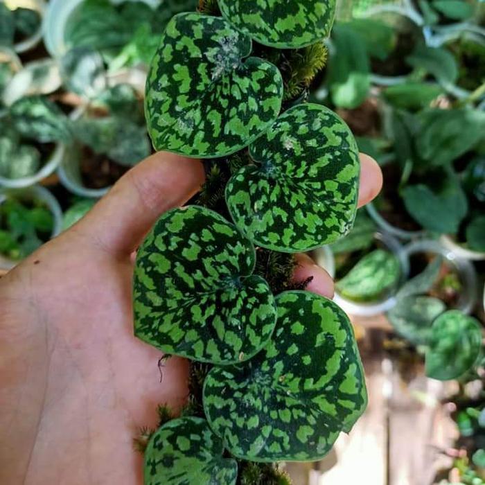 Jual scindapsus pictus hassk/snake scale - Kab. Sekadau - Taman Unique ...