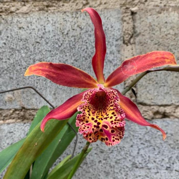 Jual Cattleya Mvc. Francess Fox 'Fire Flame' - Kab. Bandung - ShelHya ...