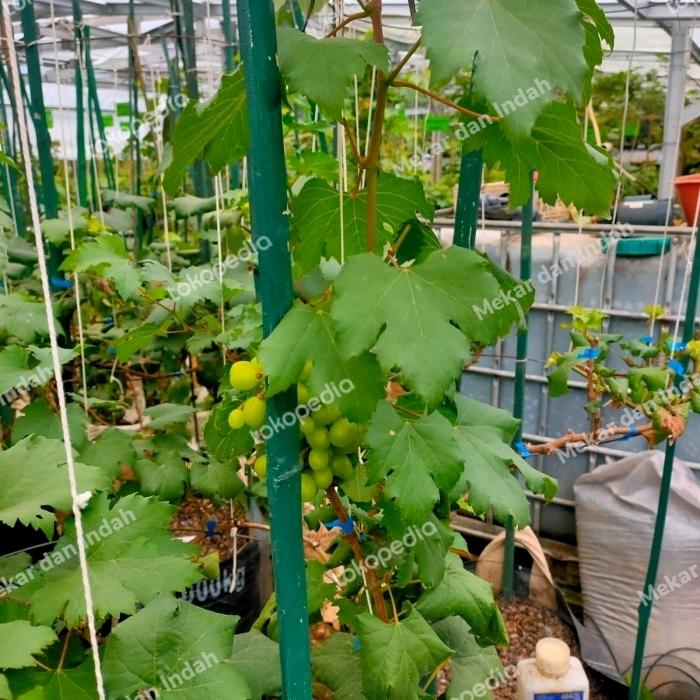 Jual Bibit Tanaman Anggur Import / Pohon Buah Anggur Import Di Seller ...