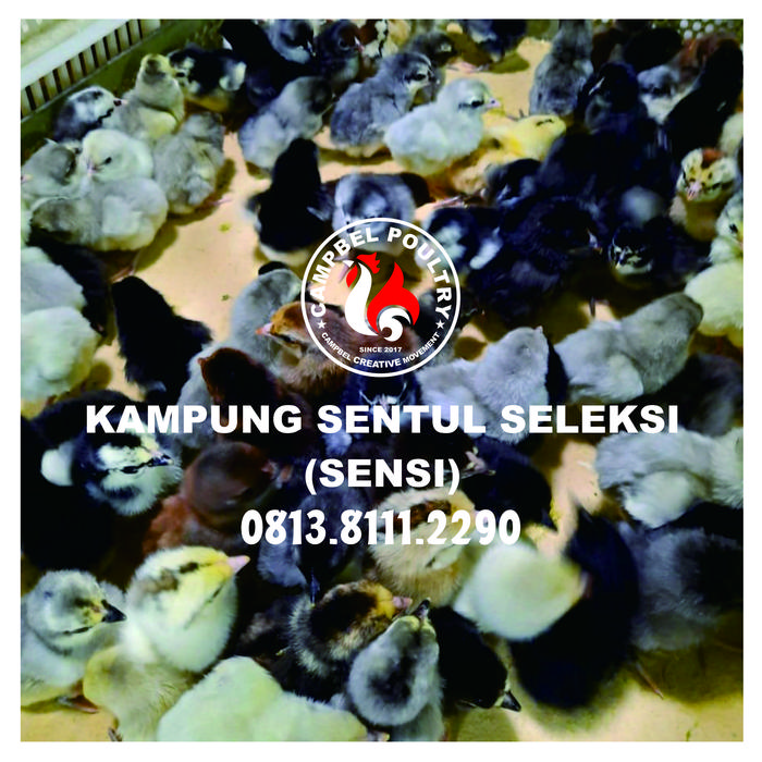 Jual DOC Anak Ayam Kampung SENSI (Sentul Seleksi) - Jakarta Timur ...