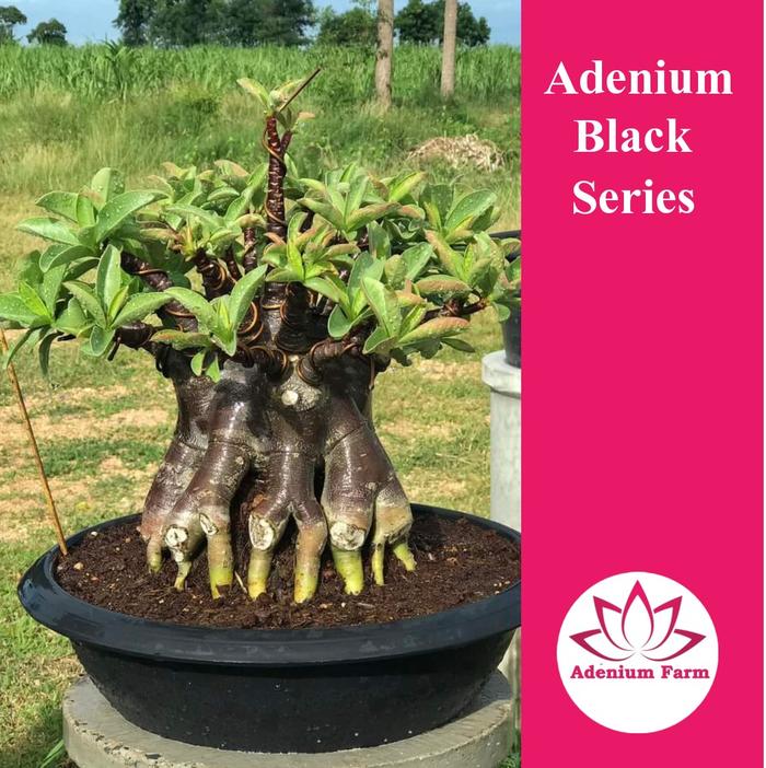 Jual Bibit Adenium Arabikum Hibrid Black Series Adenium Thailand - Kab ...