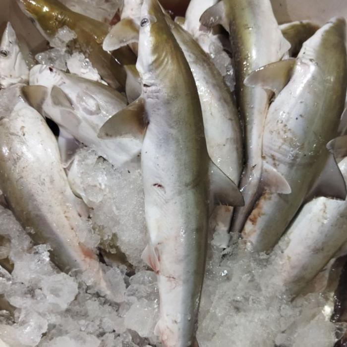 Jual ikan hiu segar 1kg - Jakarta Barat - Ncang Lapak | Tokopedia