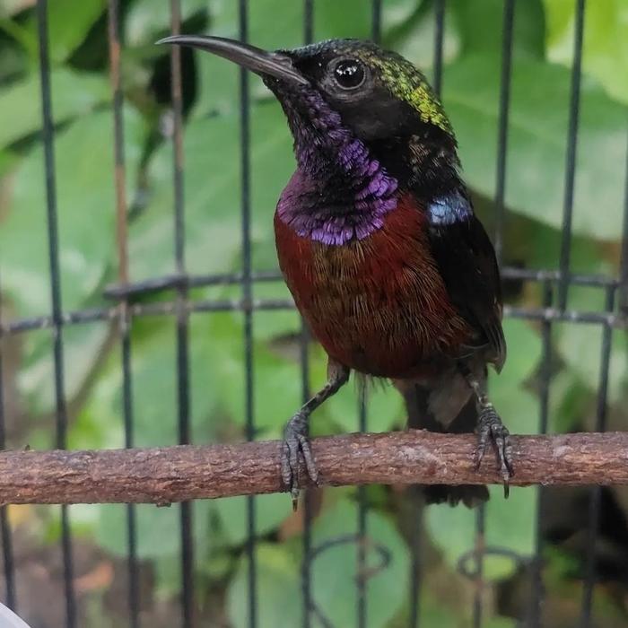 Jual burung kolibri ninja jantan rawatan - Jakarta Timur - samodro ...
