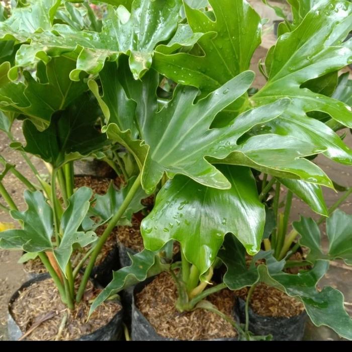 Jual Bibit bunga hias Philodendron selum / pilo seribu jari monstera ...