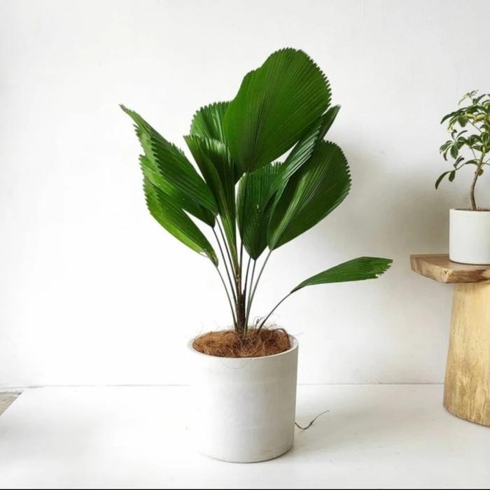Jual TANAMAN INDOOR/OUTDOOR PALEM KIPAS /PALEM KOL + POT PUTIH ...