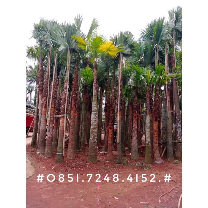 Jual Pohon Palem Sadeng Minyak - Tanaman Palem Sadeng - Jakarta Pusat ...