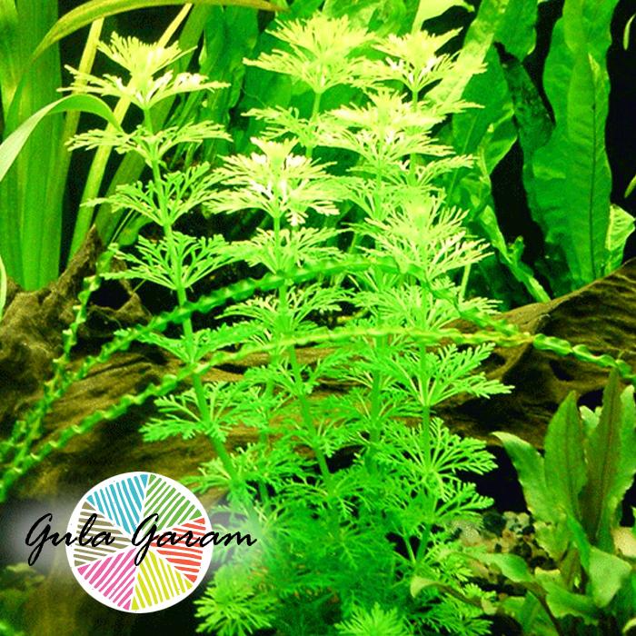 Jual Ambulia Wabikusa (Limnophila Sessiflora) Tanaman Air Hiasan ...