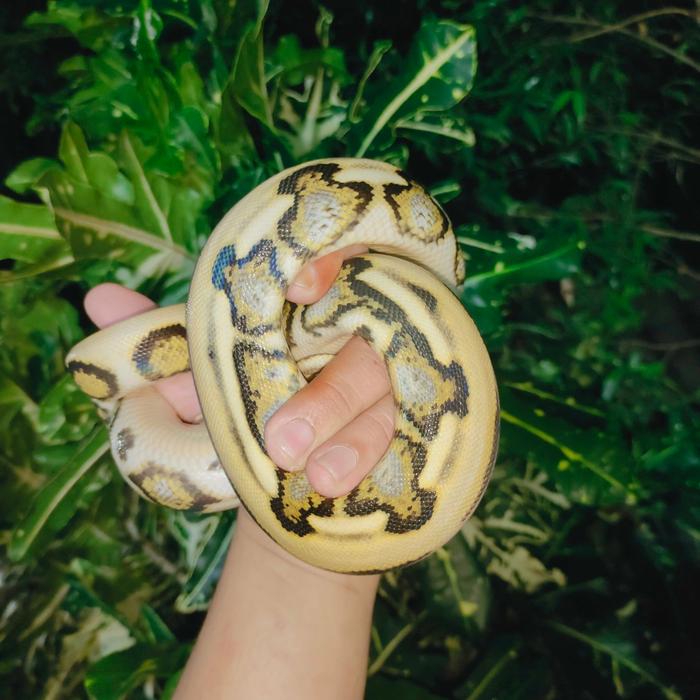 Jual ular jinak. ular hias. retic Tiger . warna keren. - Kab. Bogor ...