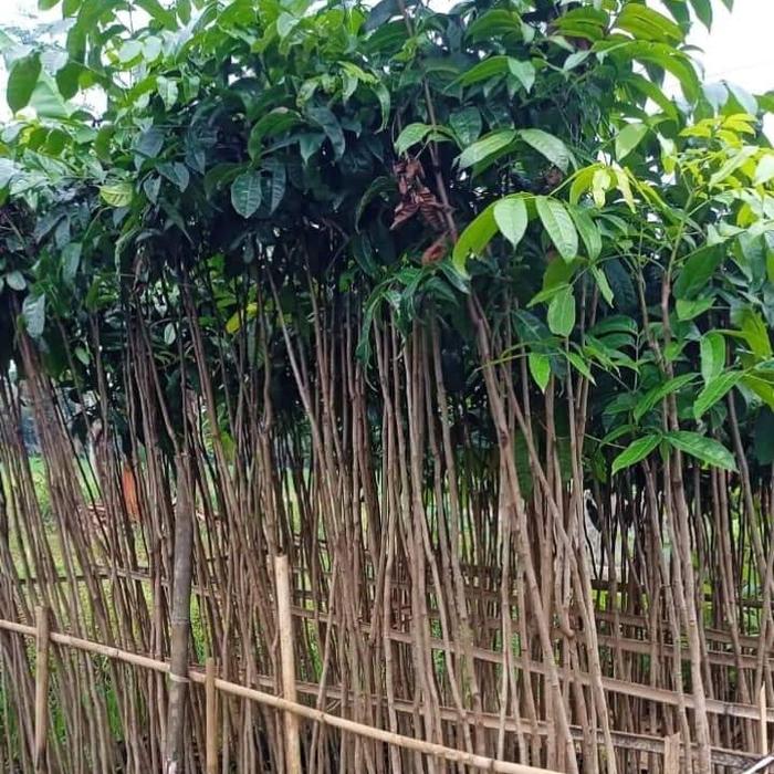 Jual Bibit tanaman pohon mahoni super jumbo tinggi 2 meter - Jakarta ...