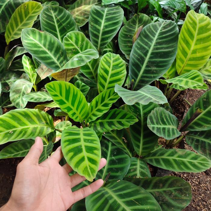 Jual tanaman calathea zebrina/pohon calathea zebra - Kab. Bogor ...