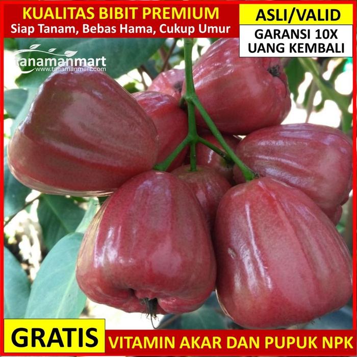 Jual Bibit Jambu air Dalhari Asli Bergaransi, pohon jambu Okulasi valid ...