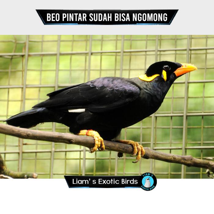Jual Burung Beo Dewasa Jinak Sudah Ngomong - Burung Beo Ngomong ...