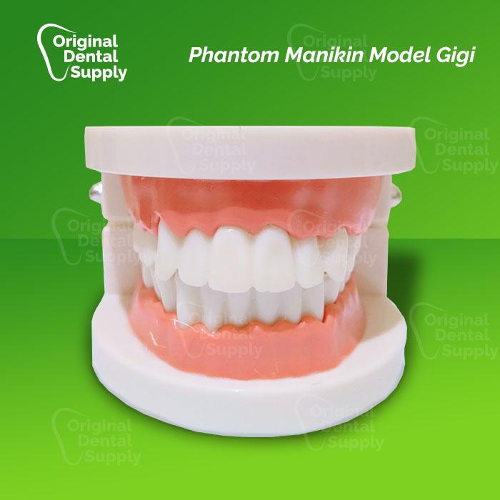 Jual Phantom Manikin Model gigi / Alat peraga Gigi / Dental Study Model ...