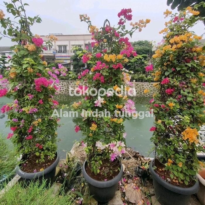 Jual tanaman bunga bougenville 3 warna / bunga kertas tinggi 1,5m ...
