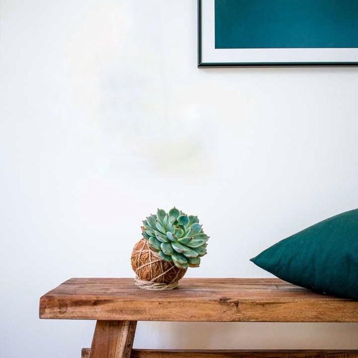 Jual Kokedama - Cactus Succulent Tanaman Hias Mini Gift Kado Kaktus ...