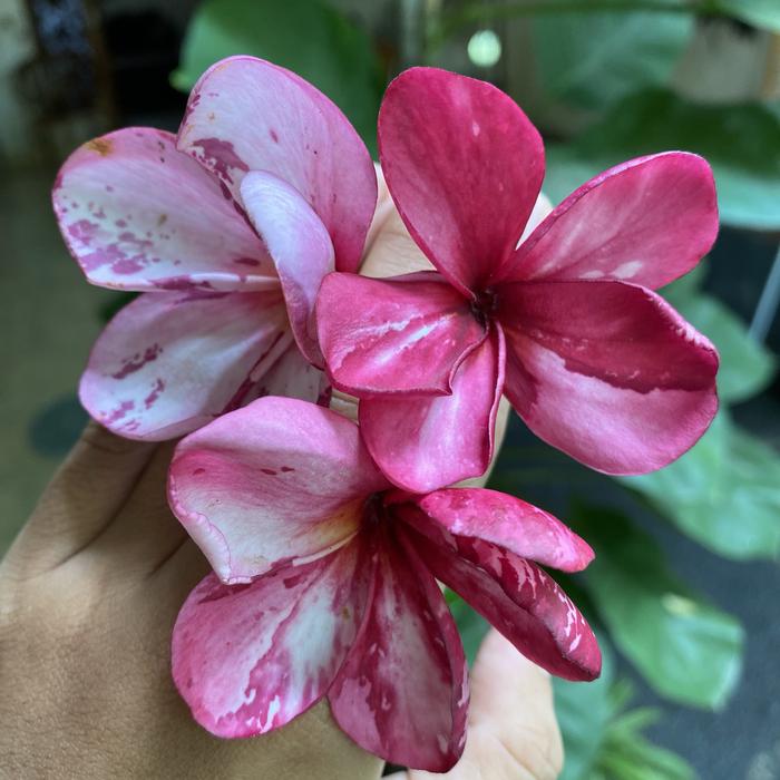 Jual Bibit Kamboja Plumeria Jepun Bali Marble Pink - Kab. Badung - Dupa ...