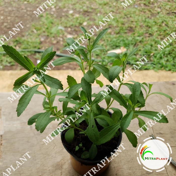 Promo Bibit Tanaman Daun Stevia - Daun Manis - Daun Gula Alami - Obat ...