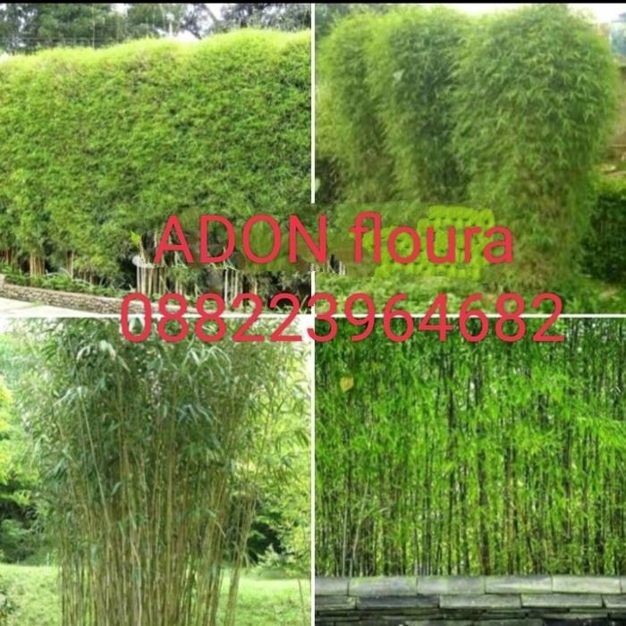 Jual bibit pohon bambu jepang hias siap pakai tanam - Kab. Bogor - adon ...