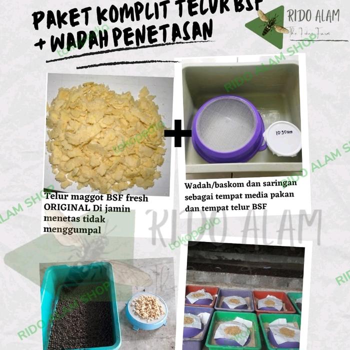 Jual telur maggot bsf dan tempat penetasan telur bsf paket komplit ...