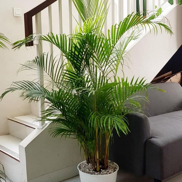 Jual tanaman palem kuning 2 meter rumpun tinggi dan rimbun palm areca ...